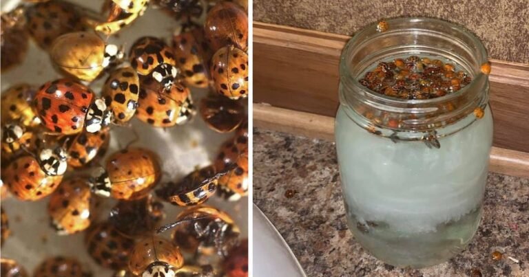 How To Take Care Of Invading Lady Beetles - grandmas tips and tricks